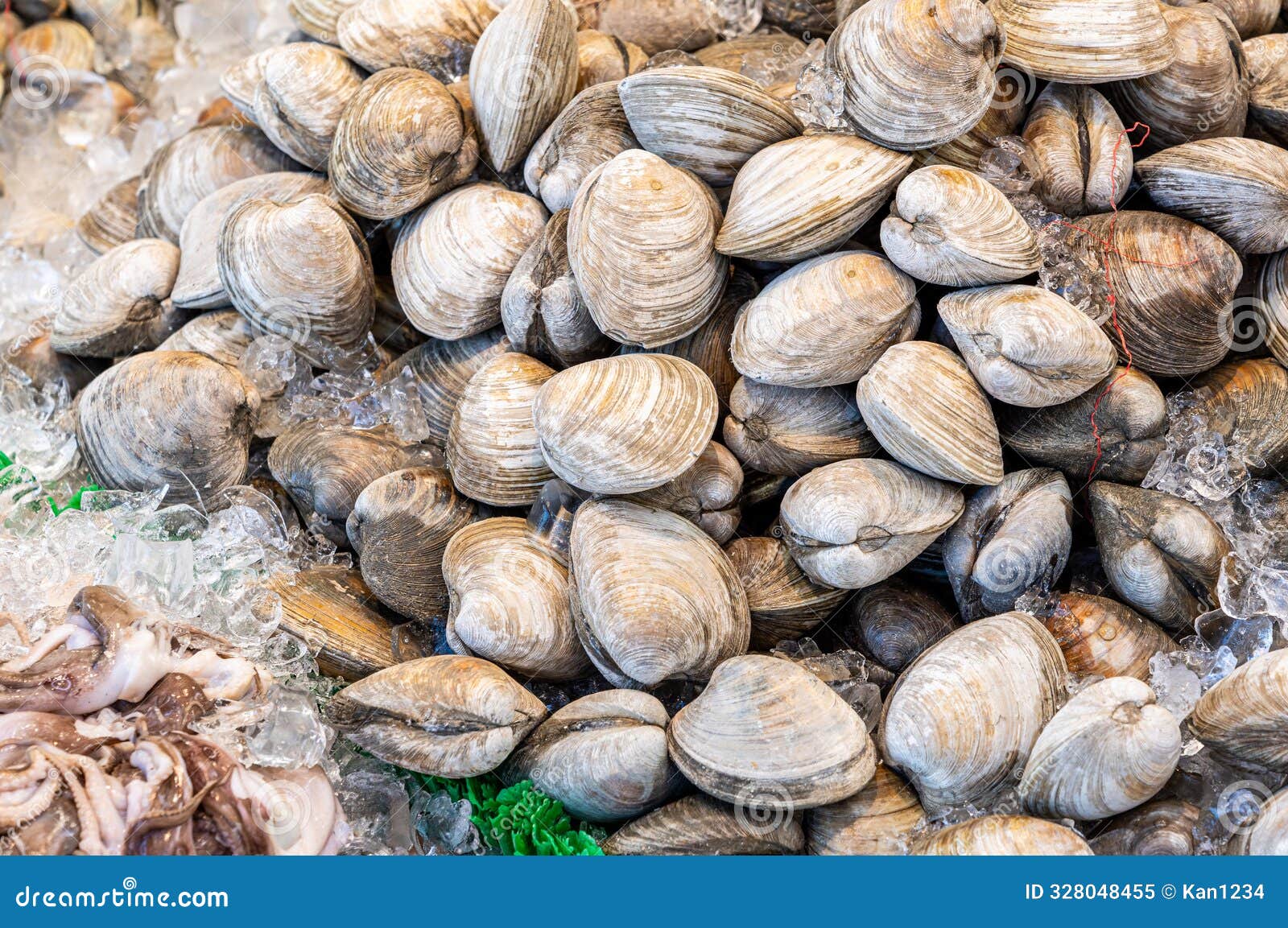 Fresh Shell in the Fish Market Stock Image - Image of group, eating ...