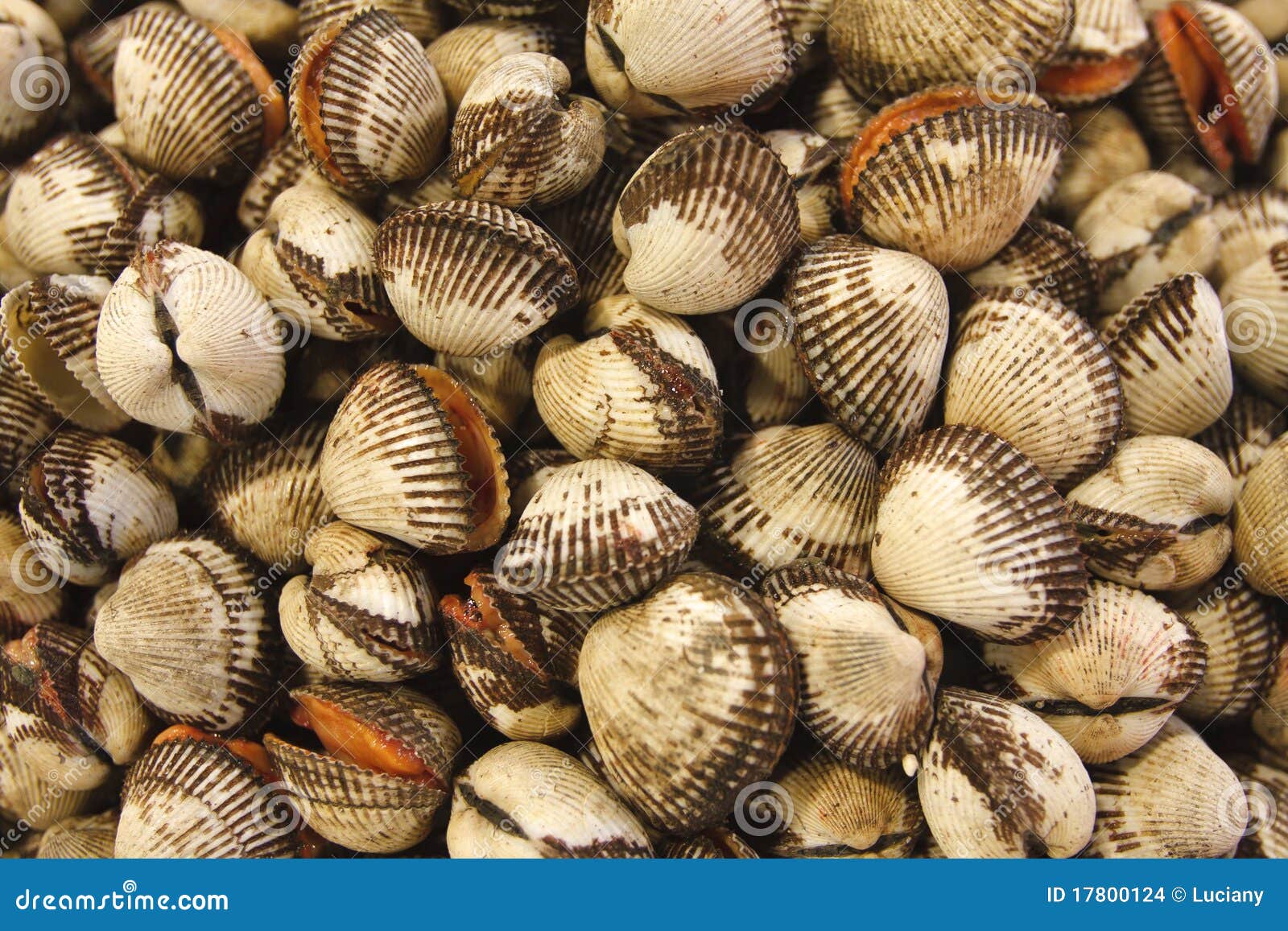 Fresh Clams stock photo. Image of seafood, heap, fresh - 17800124