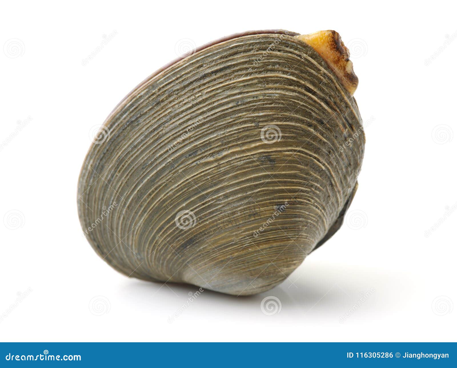 Fresh clams stock photo. Image of hard, eatable, layers - 116305286