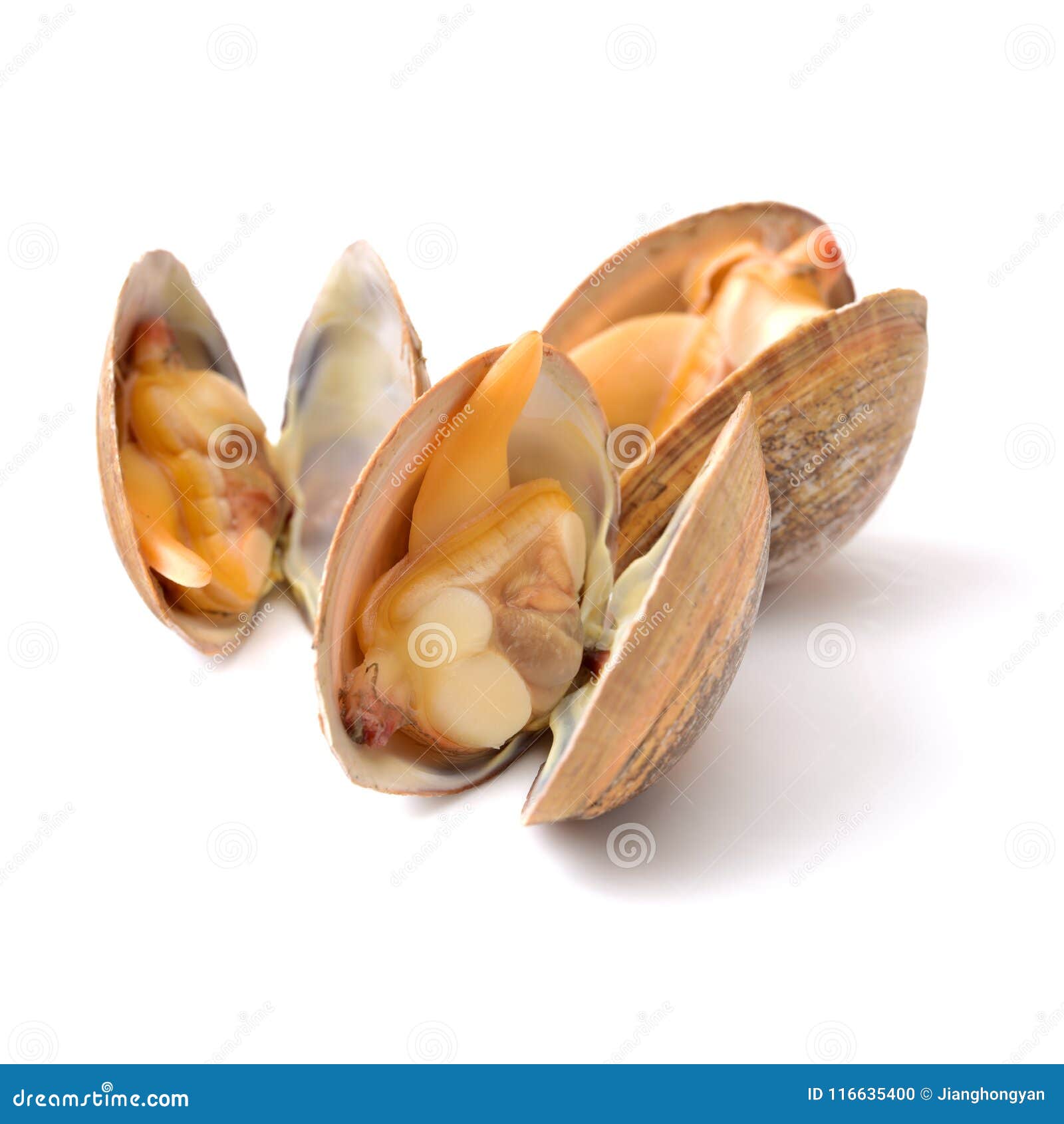 Fresh clams stock photo. Image of dish, cook, healthy - 116635400
