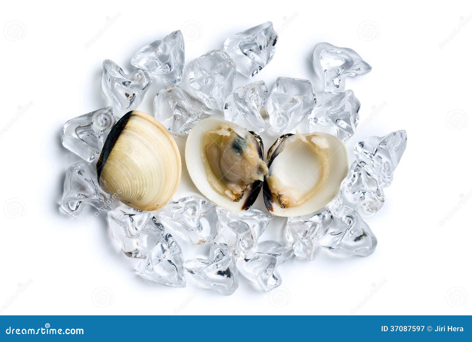 Fresh clams on ice cubes stock image. Image of edible - 37087597