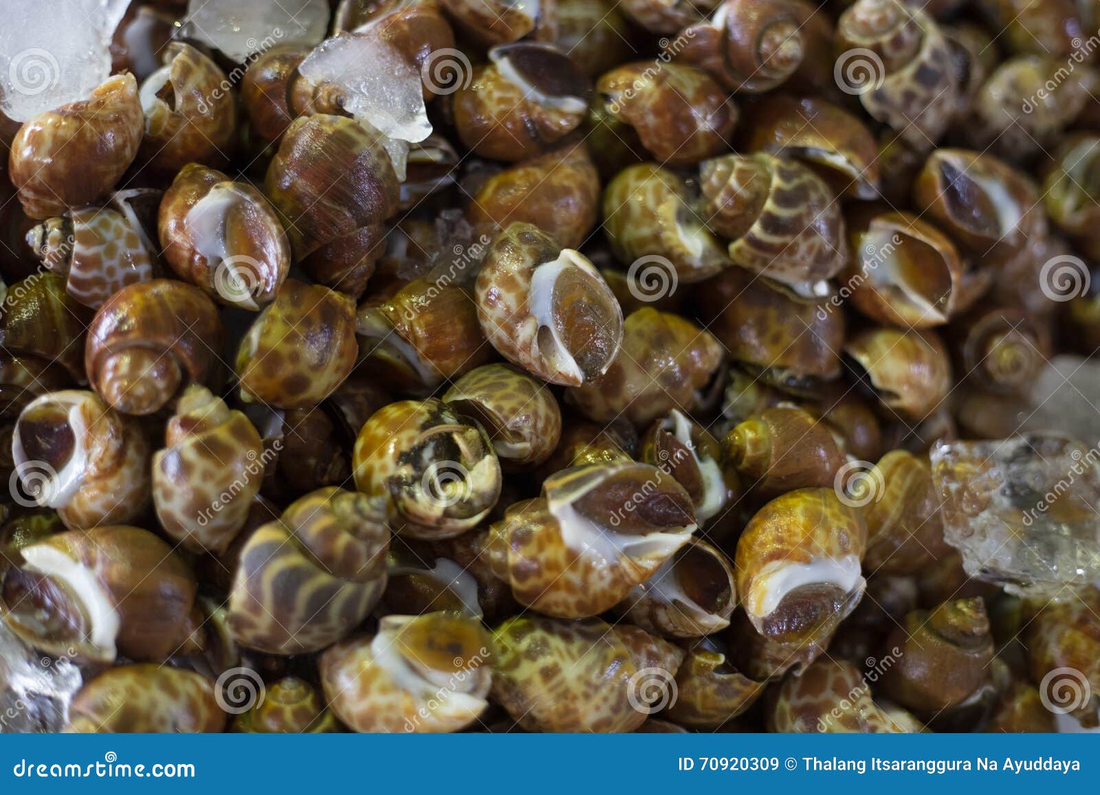 Fresh Clams Shellfish Seafood the Fresh Market Stock Image - Image of ...