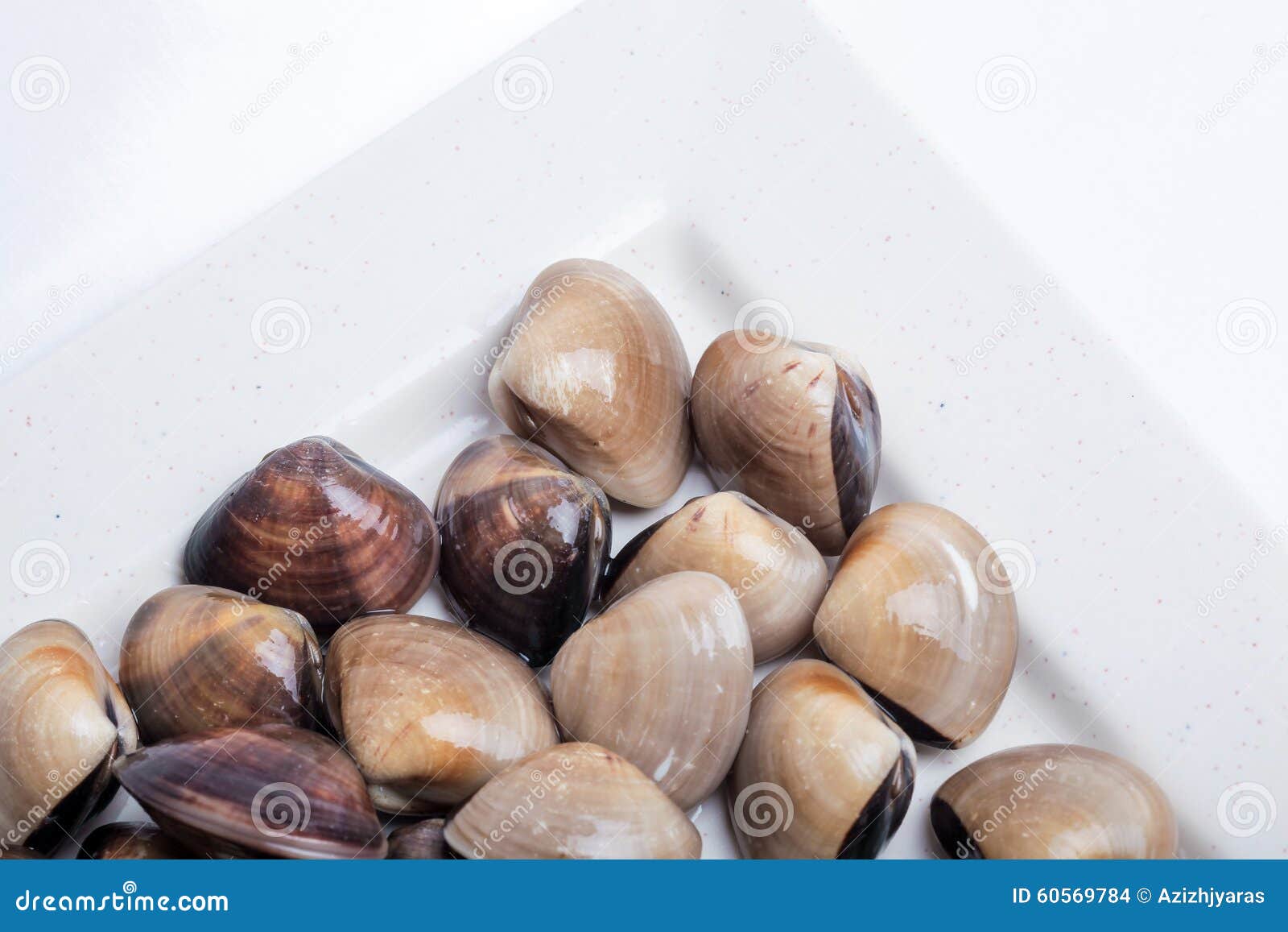 Fresh Clams on White Background Stock Photo - Image of food, meretrix ...
