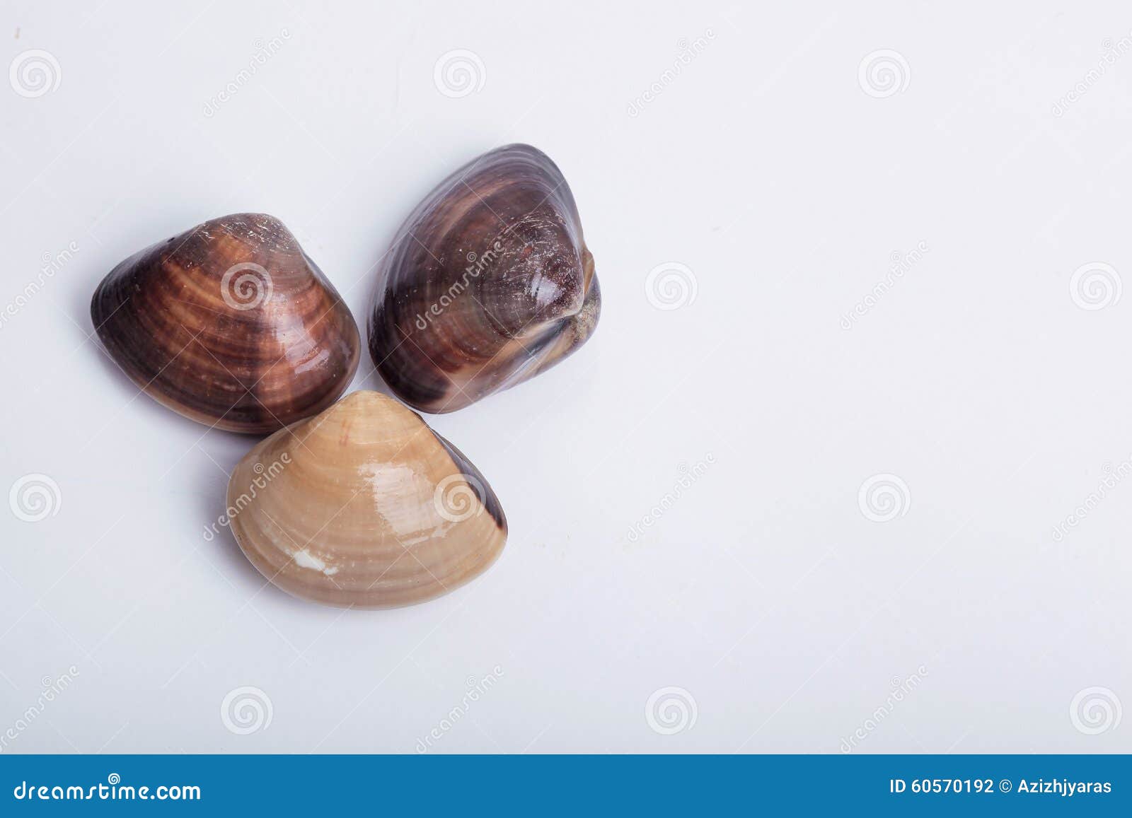Fresh Clams on White Background Stock Photo - Image of uncooked ...