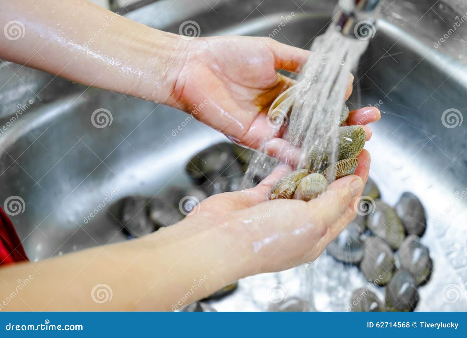 Fresh clams stock photo. Image of material, cook, market - 62714568