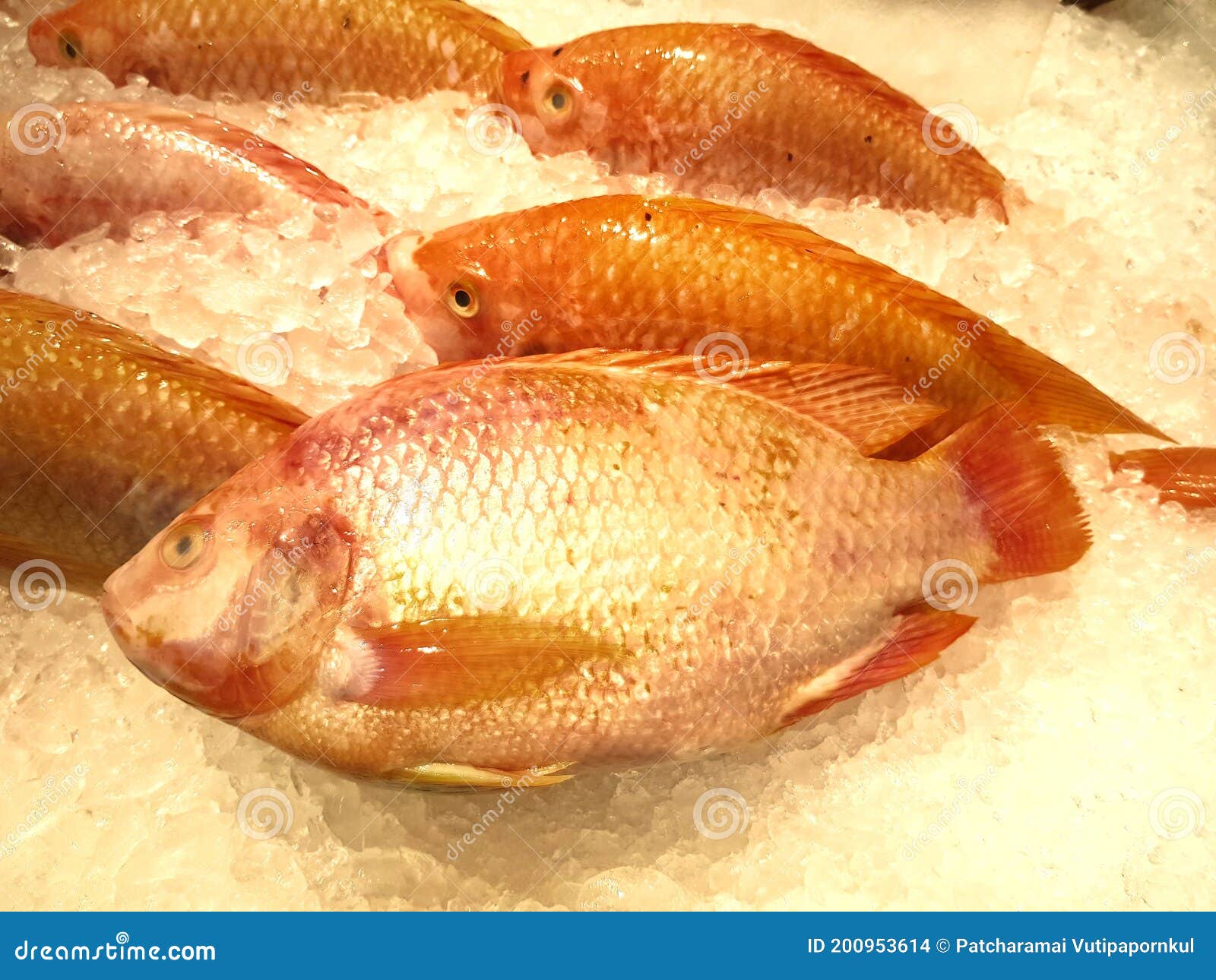 Clean Fish Are Sold Fresh At Fish Market, Fresh Horse Mackerel Fish ...