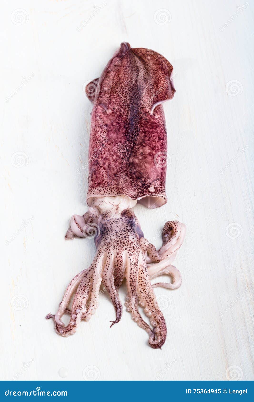 Fresh and clean squid. stock image. Image of fresh, uncooked - 75364945