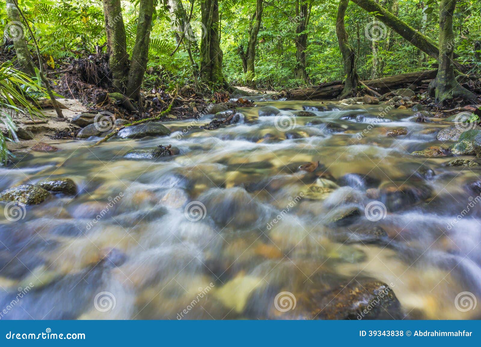 Fresh and Clean Stream in Tropical Rainforest. Stock Photo - Image of ...
