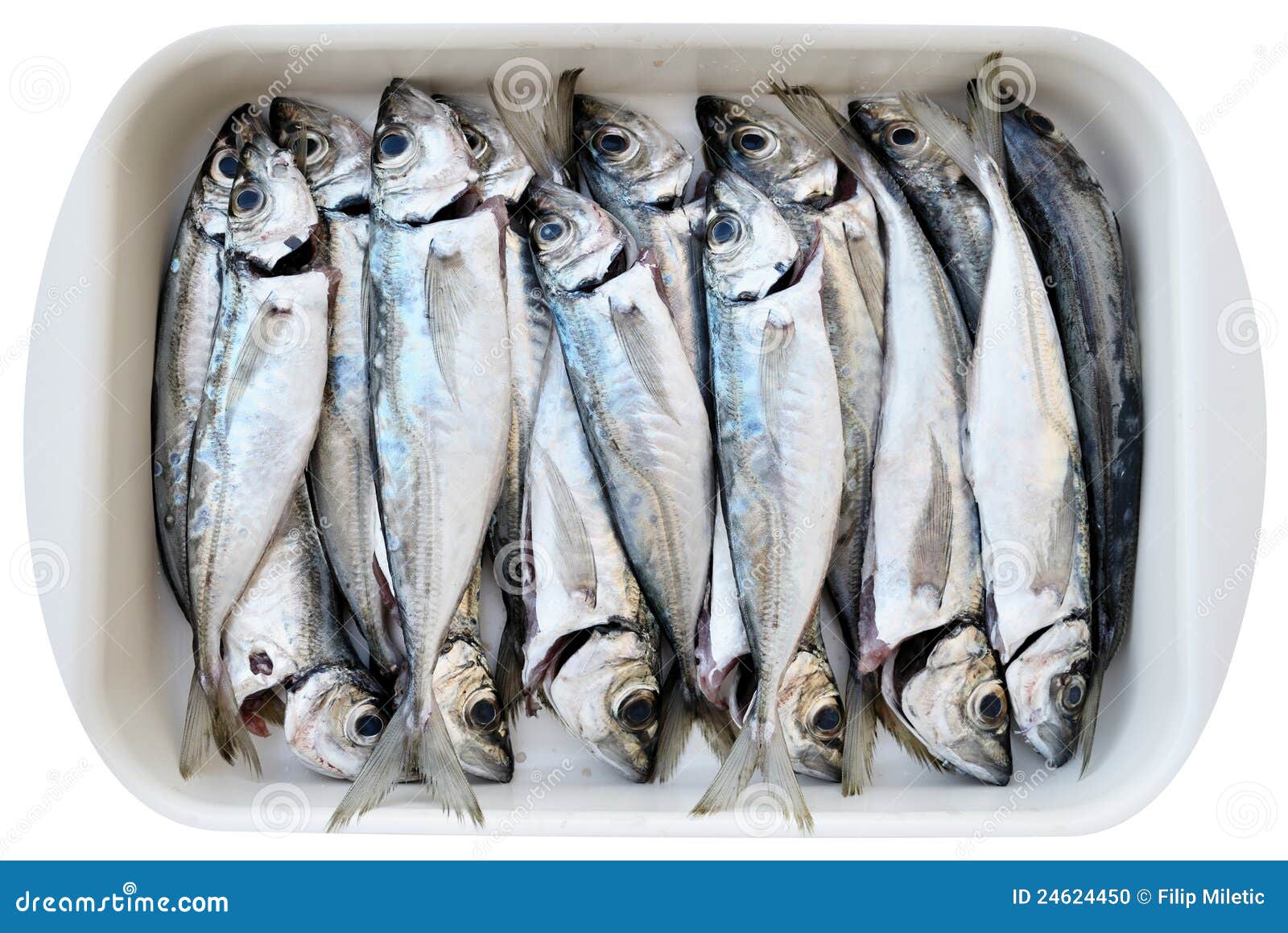 Fresh cleaned fishes stock photo. Image of seafood, group - 24624450