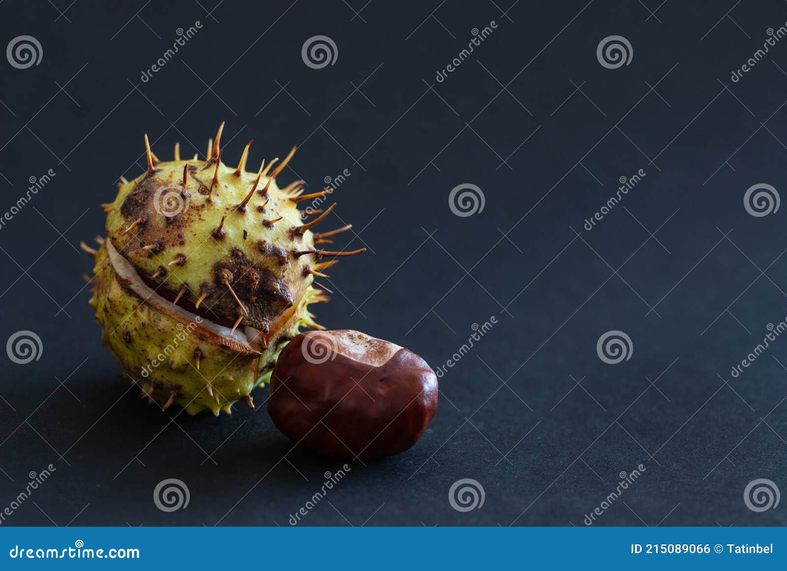 Fresh Close-up Green Spiny Chestnut Just From The Tree With Brown Nut ...