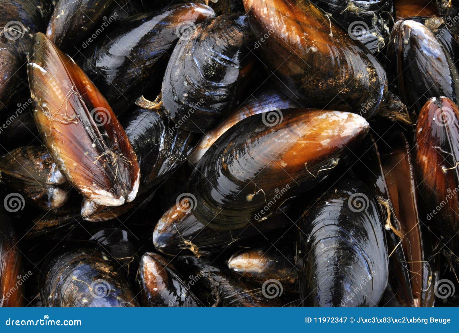 Fresh and Closed Organic Mussel Stock Image - Image of fine, gourmet ...