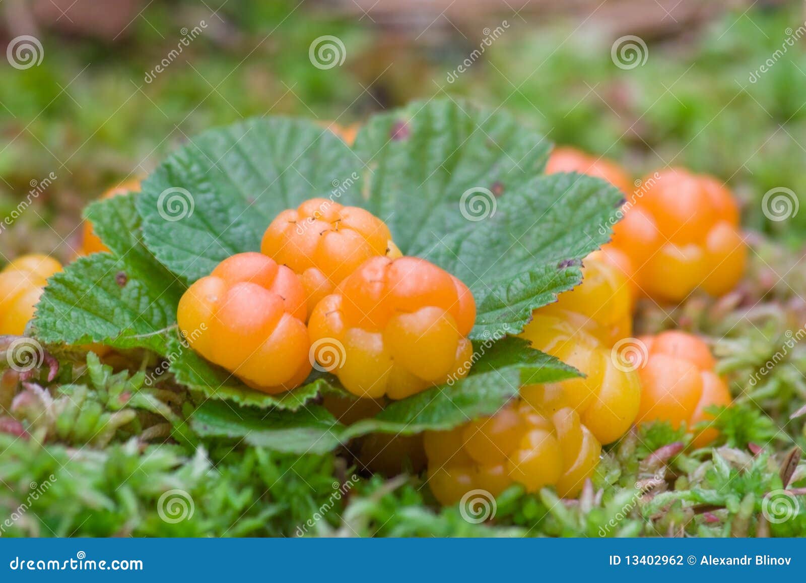 Fresh cloudberry stock photo. Image of eating, vitamin - 13402962