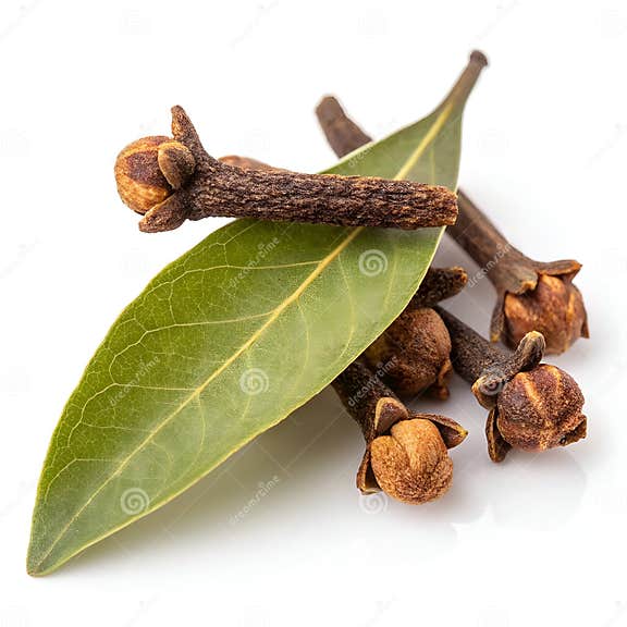 Fresh Clove with Leaf Isolated on White Background Stock Illustration ...