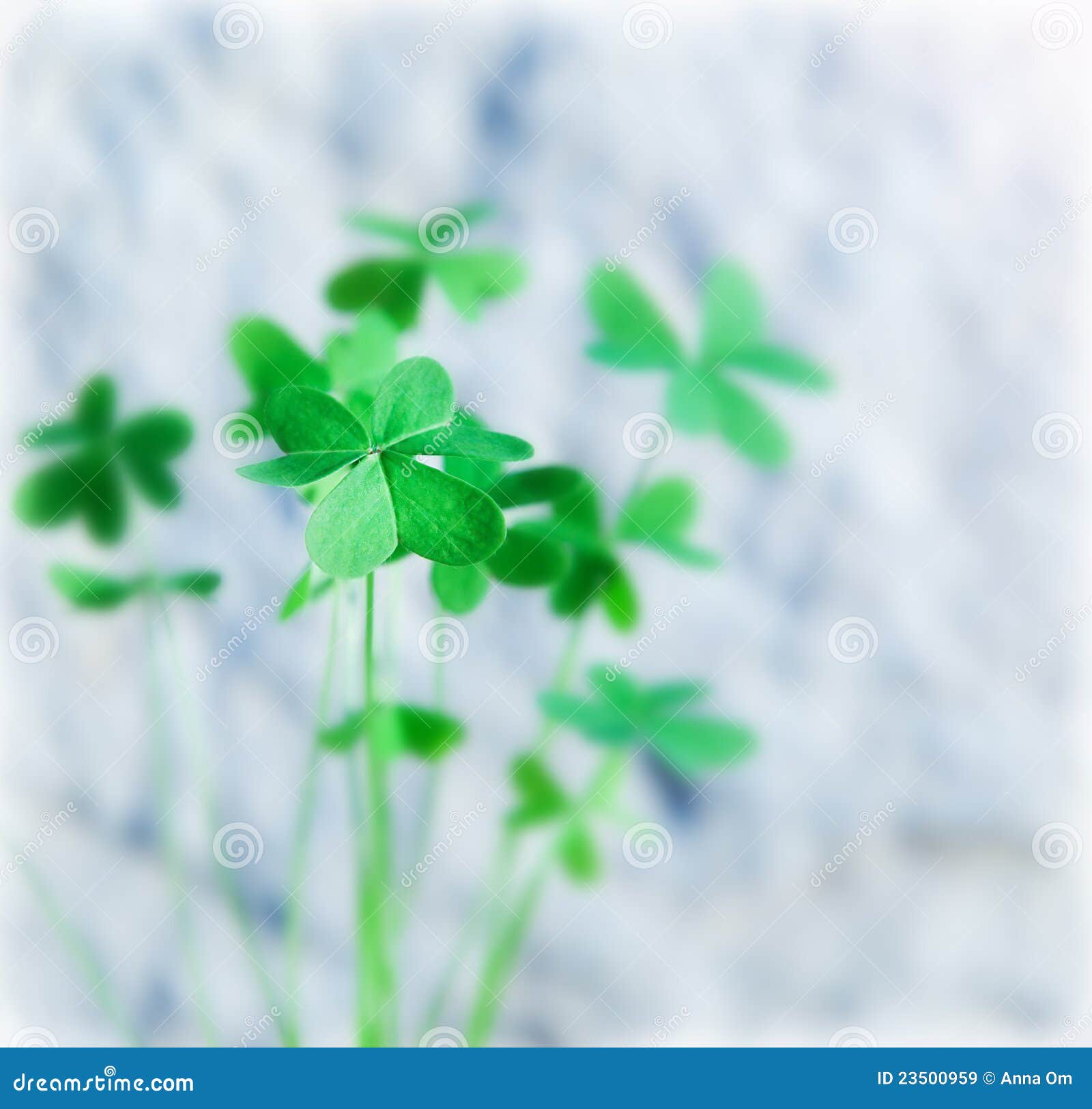 Fresh clover stock image. Image of saint, floral, object - 23500959