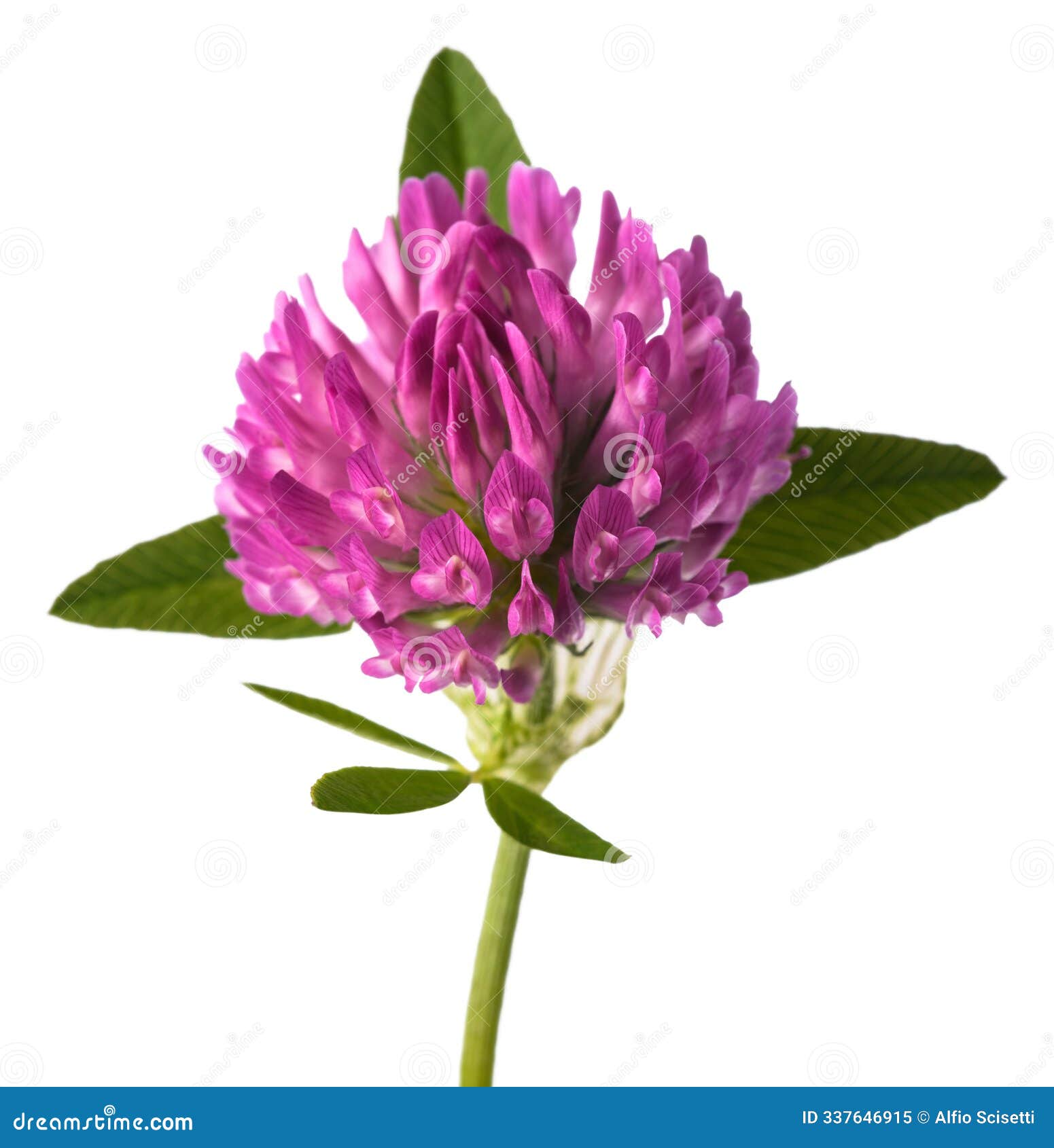 Fresh clover flower stock image. Image of clover, pratense - 337646915