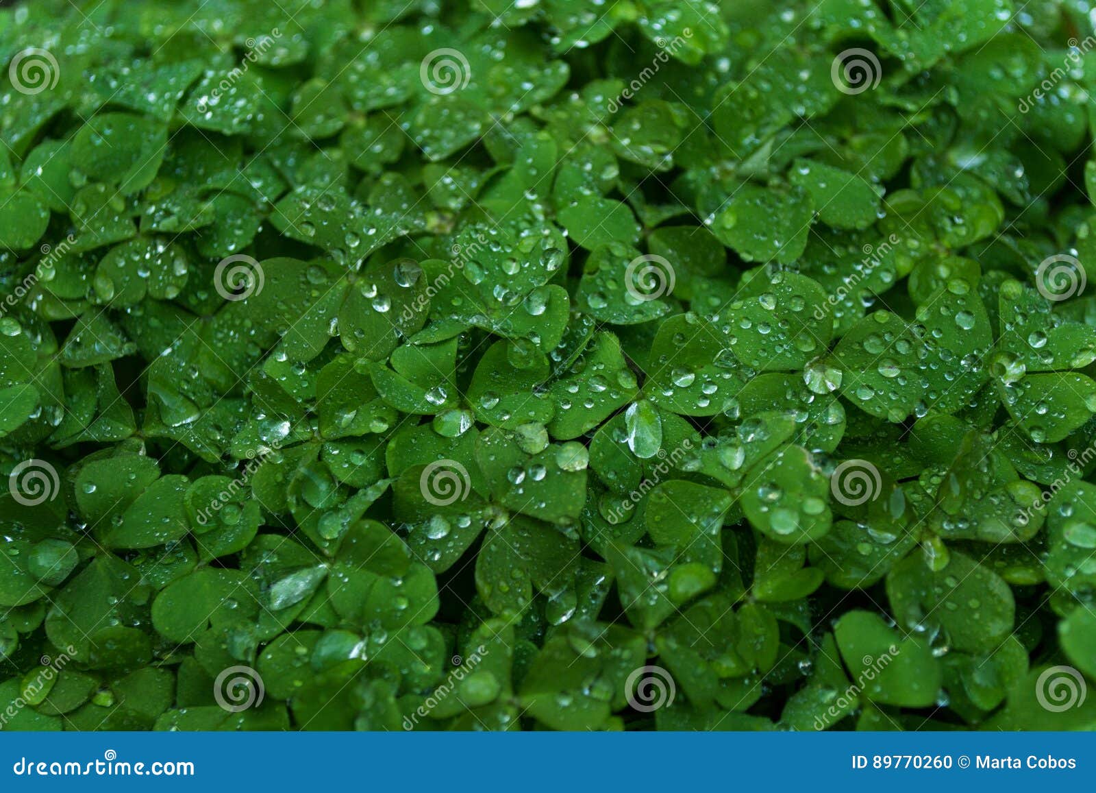 Clover Grass Texture Royalty-Free Stock Image | CartoonDealer.com #31336282
