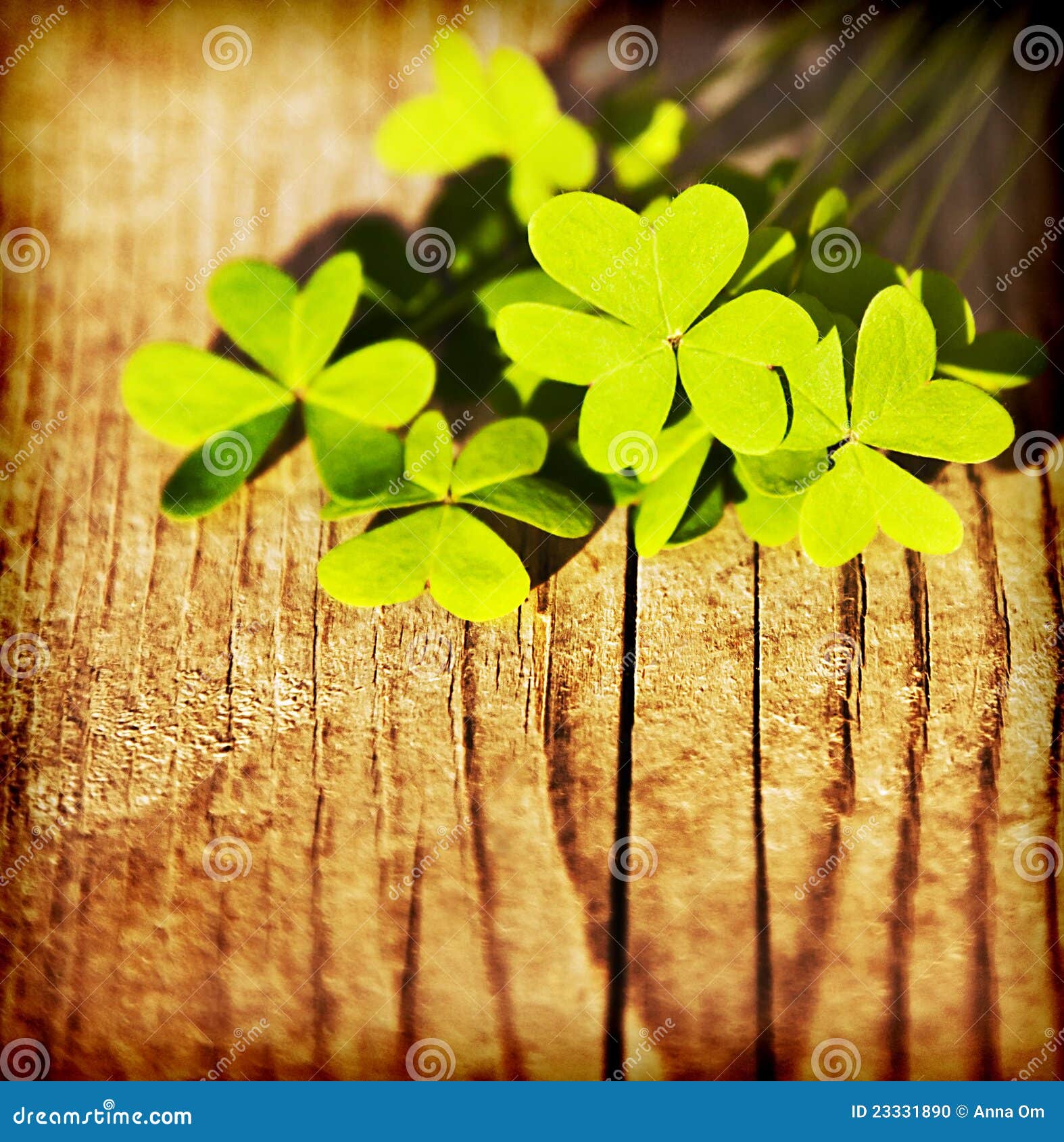 Fresh Clover Leaves Over Wooden Background Stock Photo - Image of ...