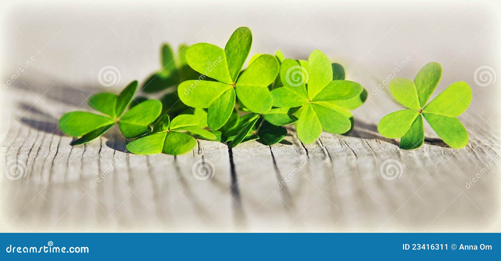 Fresh Clover Leaves Over Wooden Background Stock Image - Image of saint ...