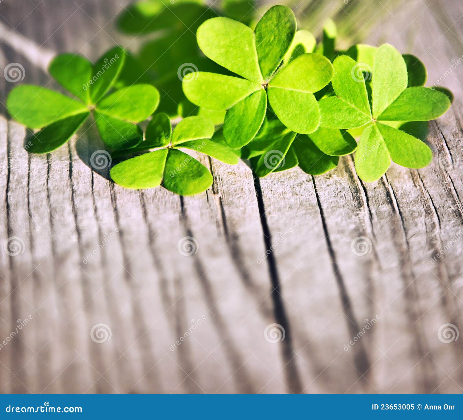 Fresh Clover Leaves Over Wooden Background Stock Image - Image of ...