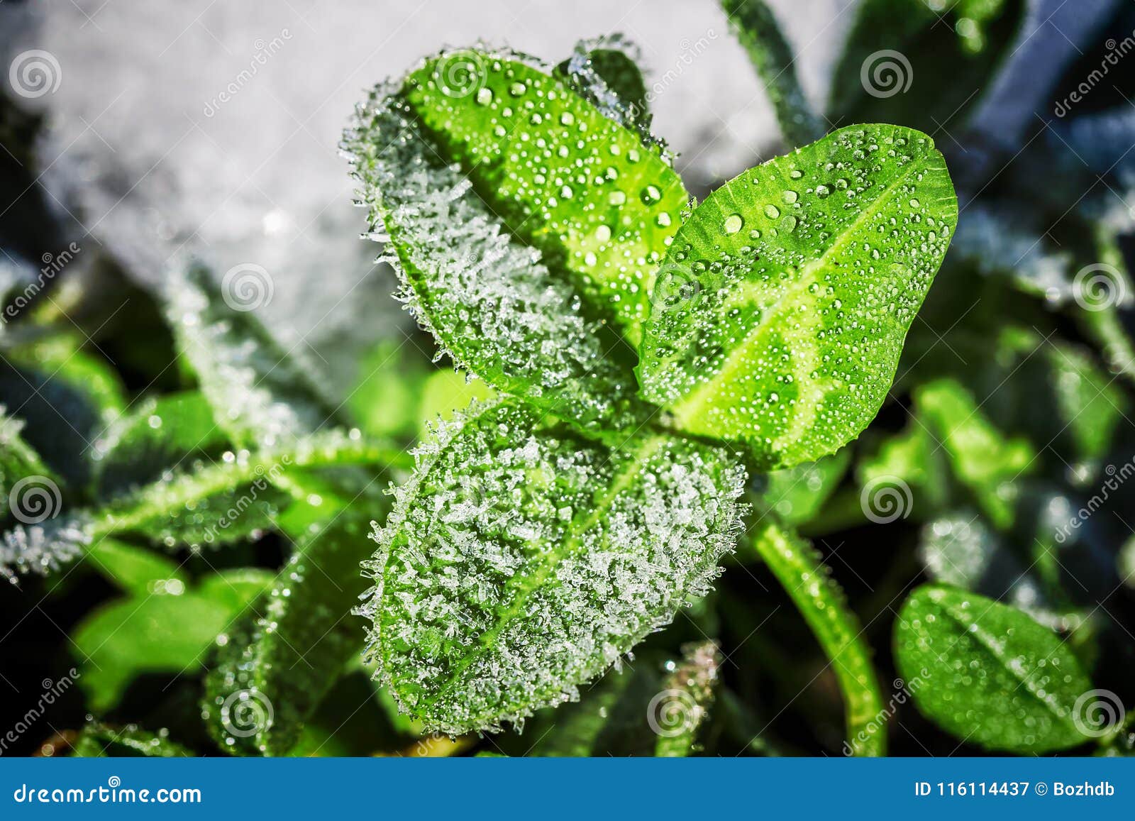 Fresh Clover Sprouts Covered with Ice Stock Image - Image of landscape ...
