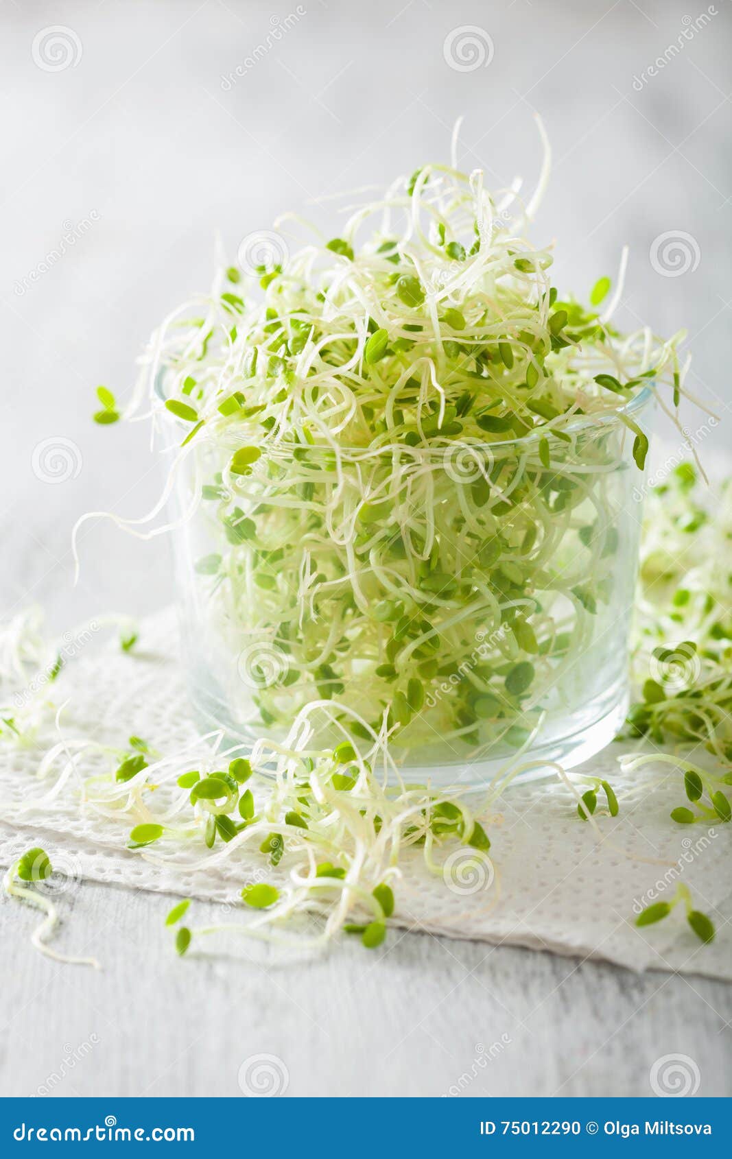 Fresh Clover Sprouts Healthy Food Stock Photo - Image of young, fresh ...