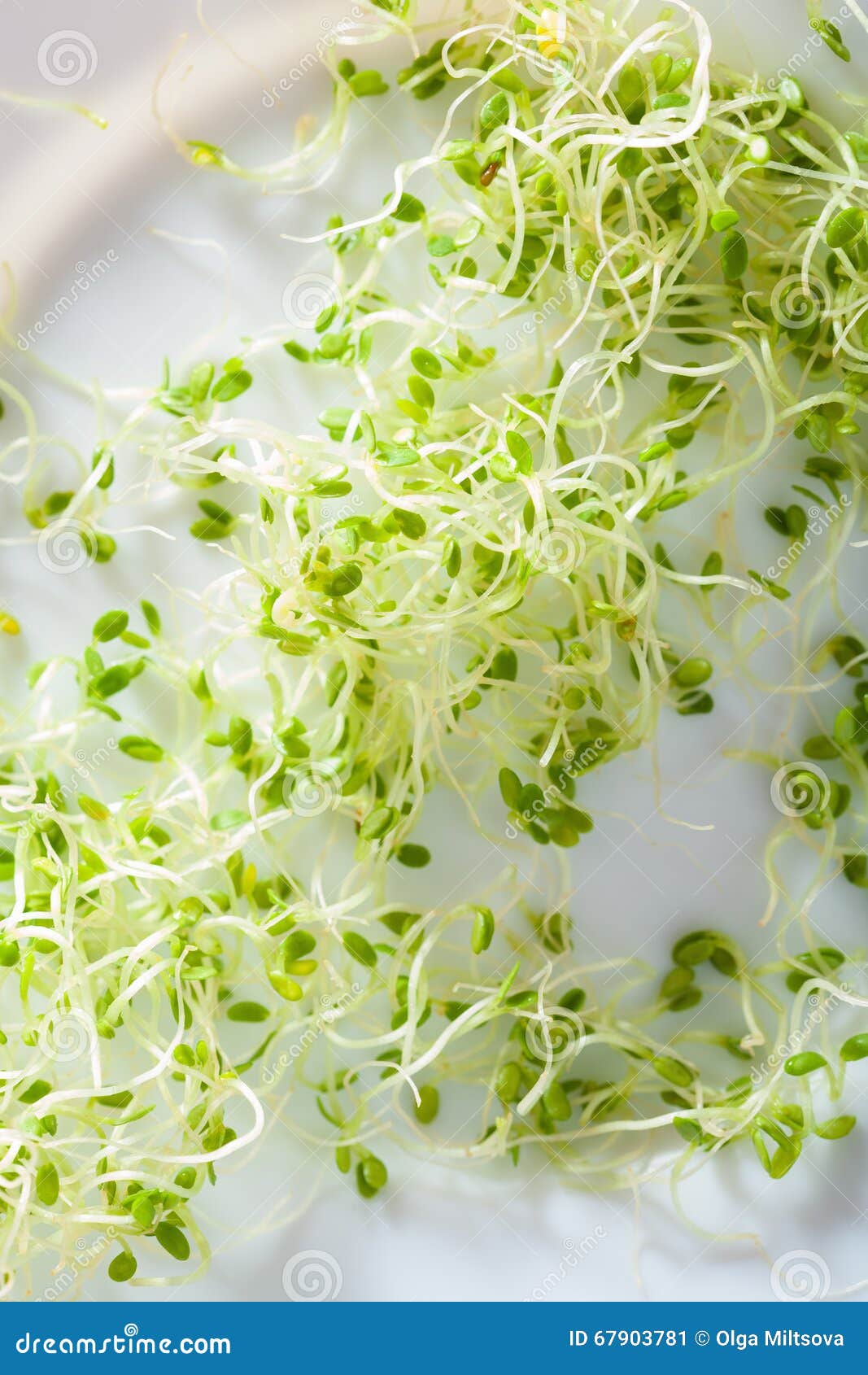 Fresh Clover Sprouts on Plate Stock Image - Image of natural, plant ...