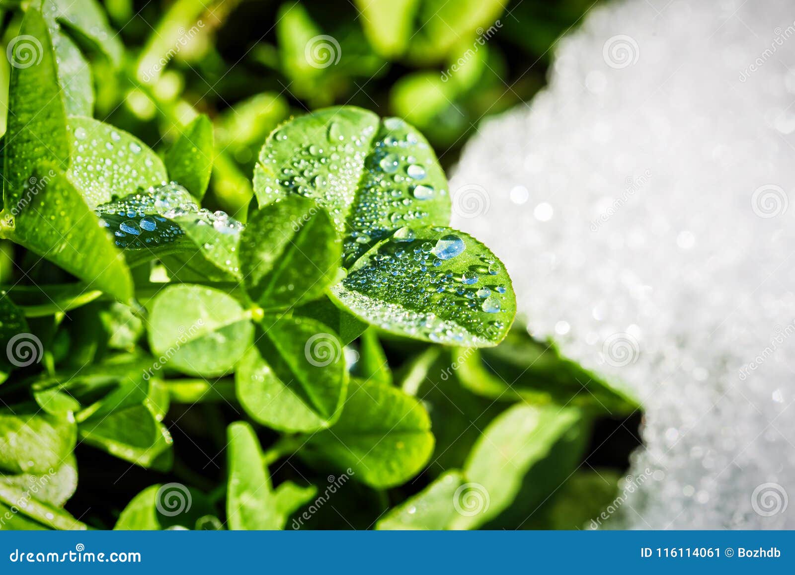 Fresh Clover Sprouts Under the Snow Stock Image - Image of natural ...
