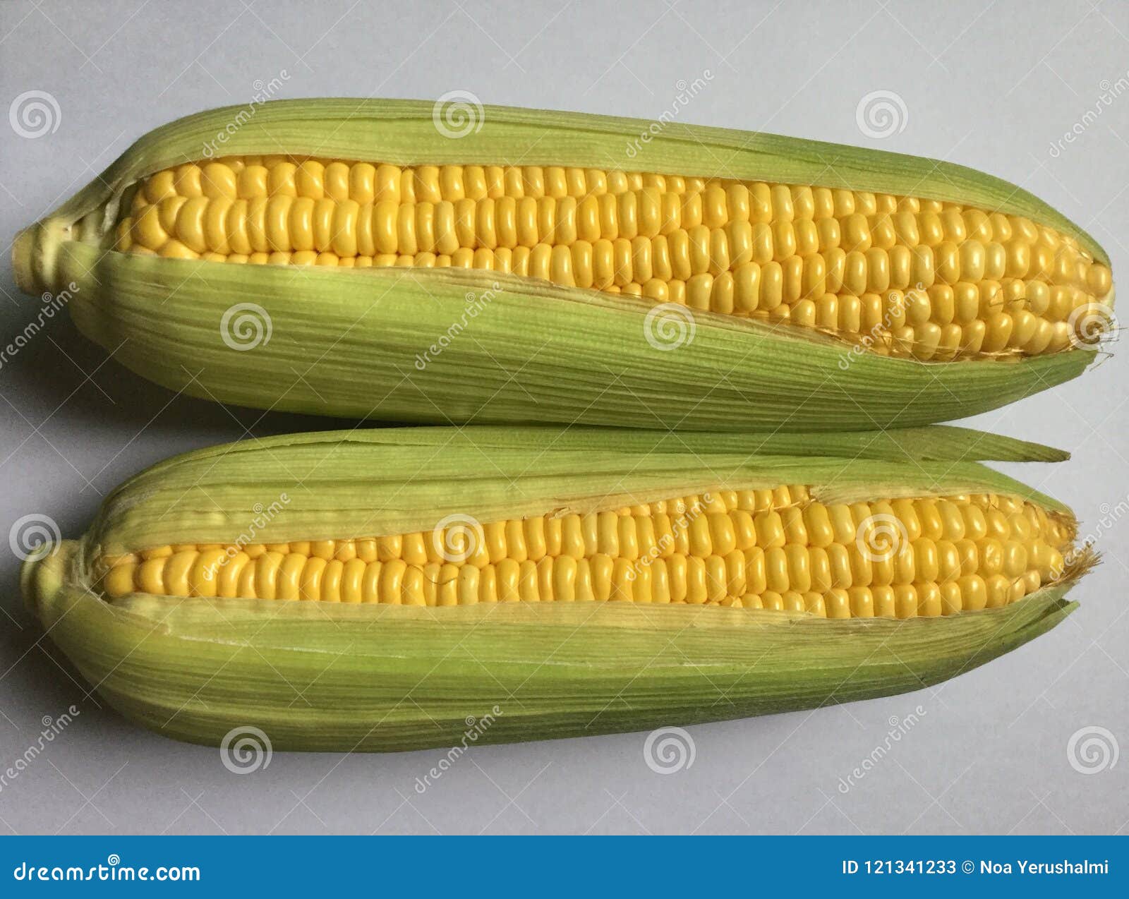 Corn. pair of cobs. stock image. Image of fully, agriculture - 121341233