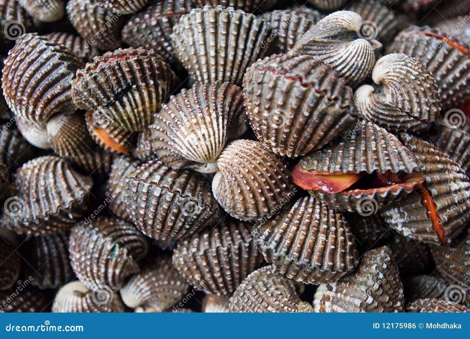 Fresh Cockle stock photo. Image of fresh, shells, tasty - 12175986