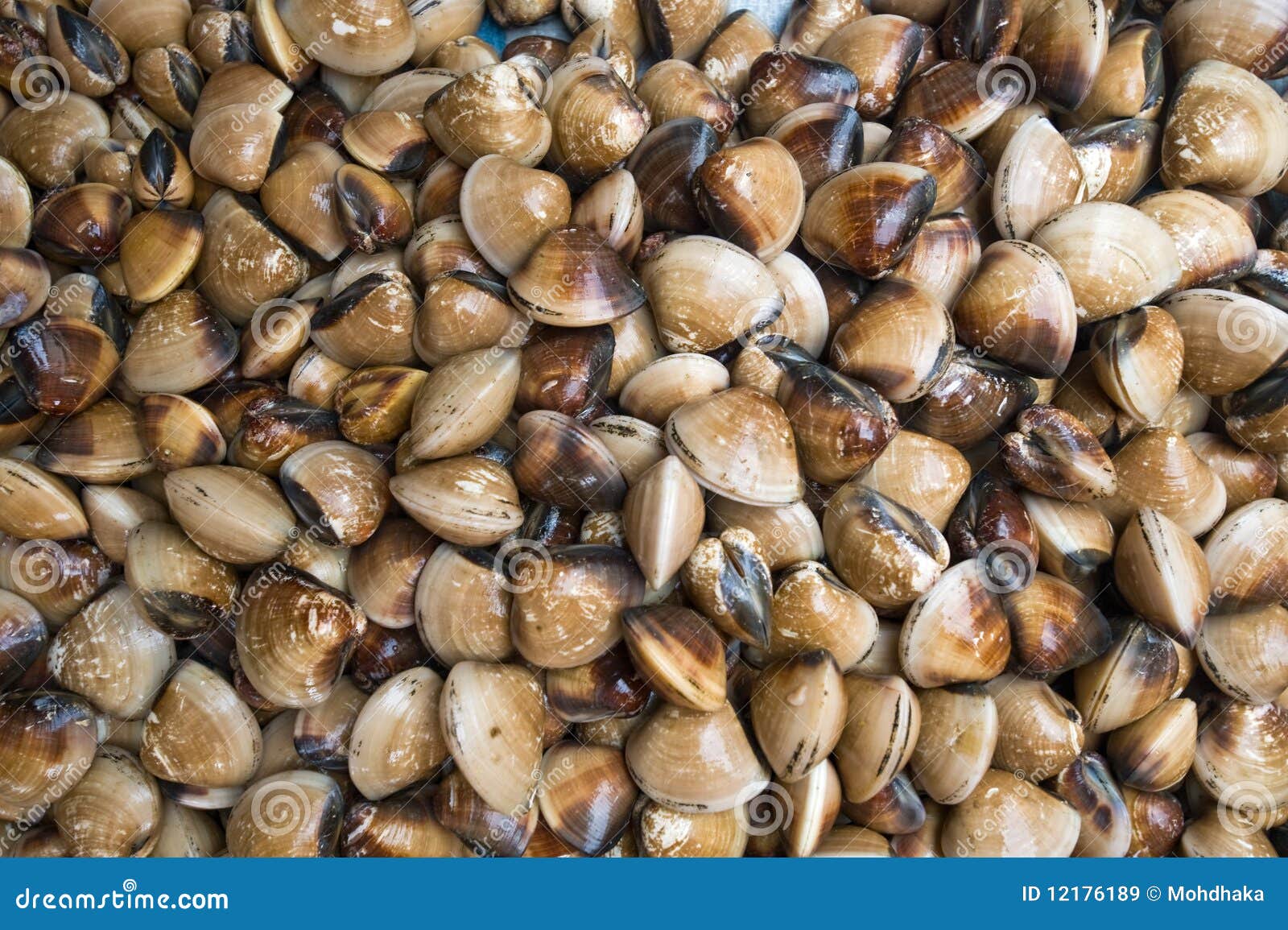 Fresh Cockle stock image. Image of healthy, catch, seashell - 12176189