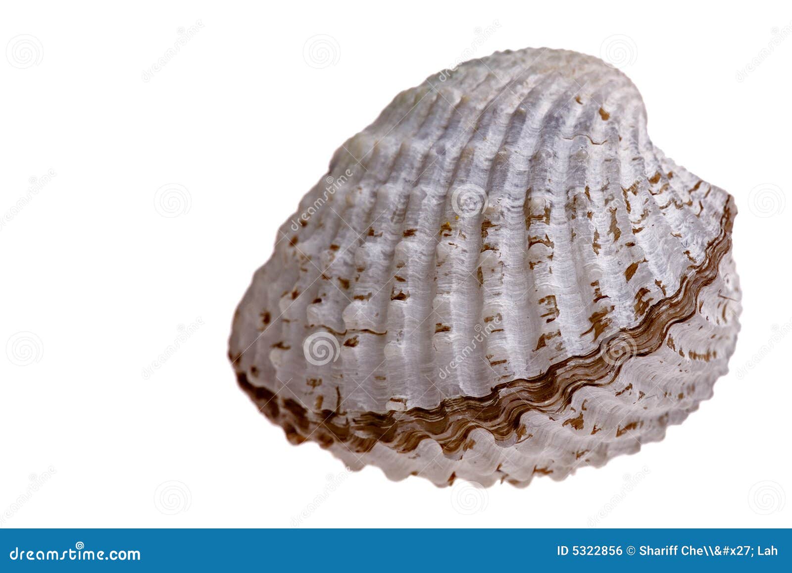Fresh Cockle stock photo. Image of shell, healthy, shells - 5322856