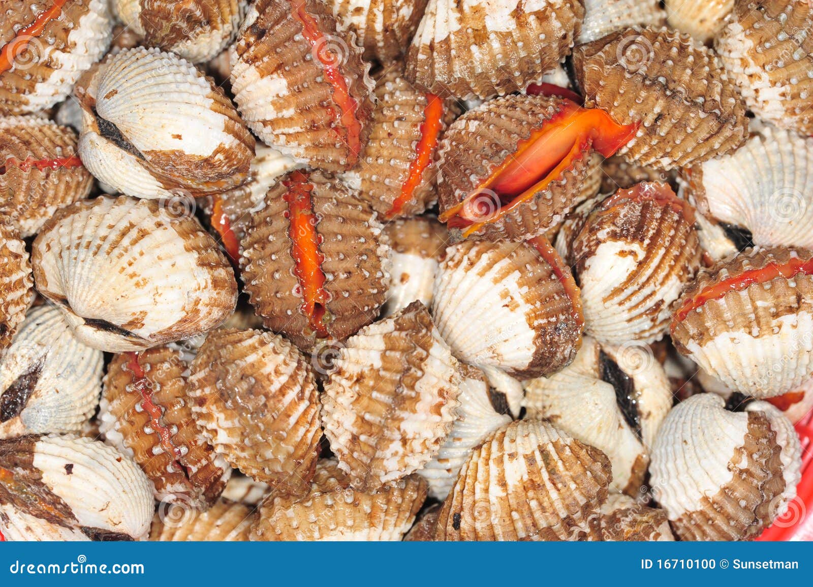 Fresh Cockles stock photo. Image of mammal, seaside, edible - 16710100