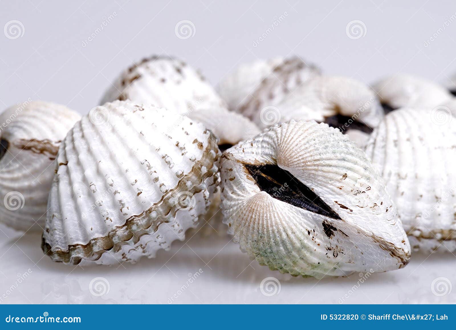 Fresh Cockles stock photo. Image of fresh, nutrition, cockles - 5322820