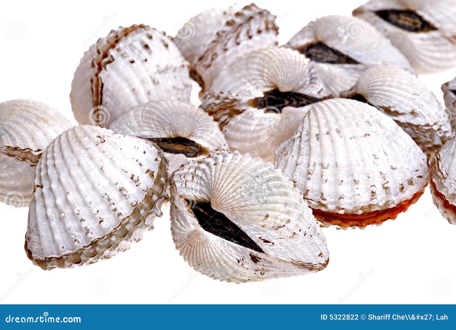 Fresh Cockles stock photo. Image of fresh, seashell, macro - 5322822