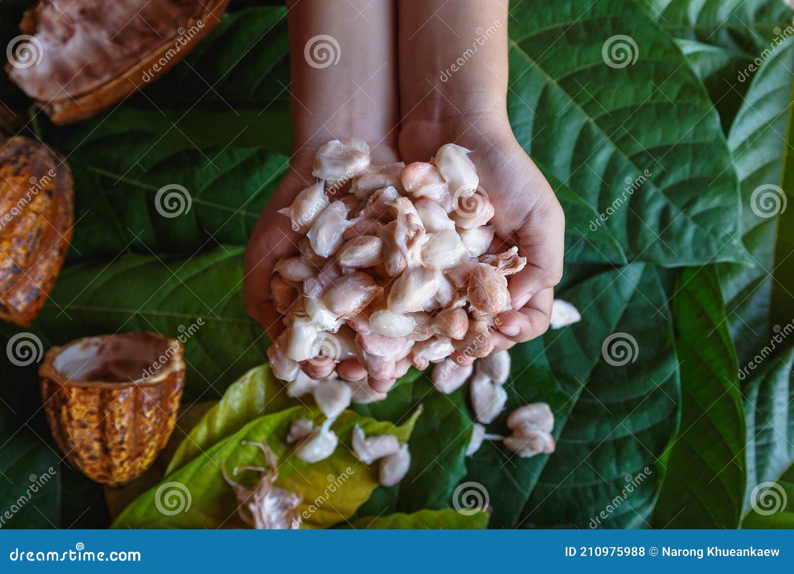 Fresh cocoa beans in hand stock photo. Image of dark - 210975988