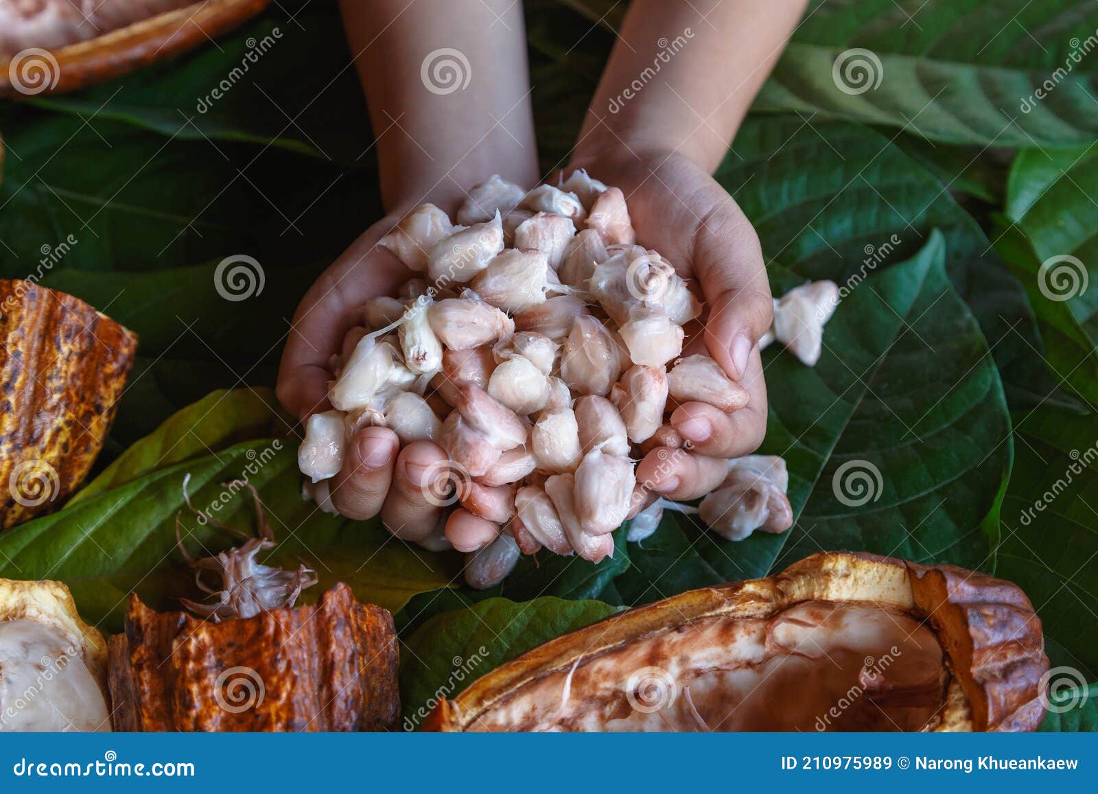 Fresh cocoa beans in hand stock image. Image of agriculture - 210975989