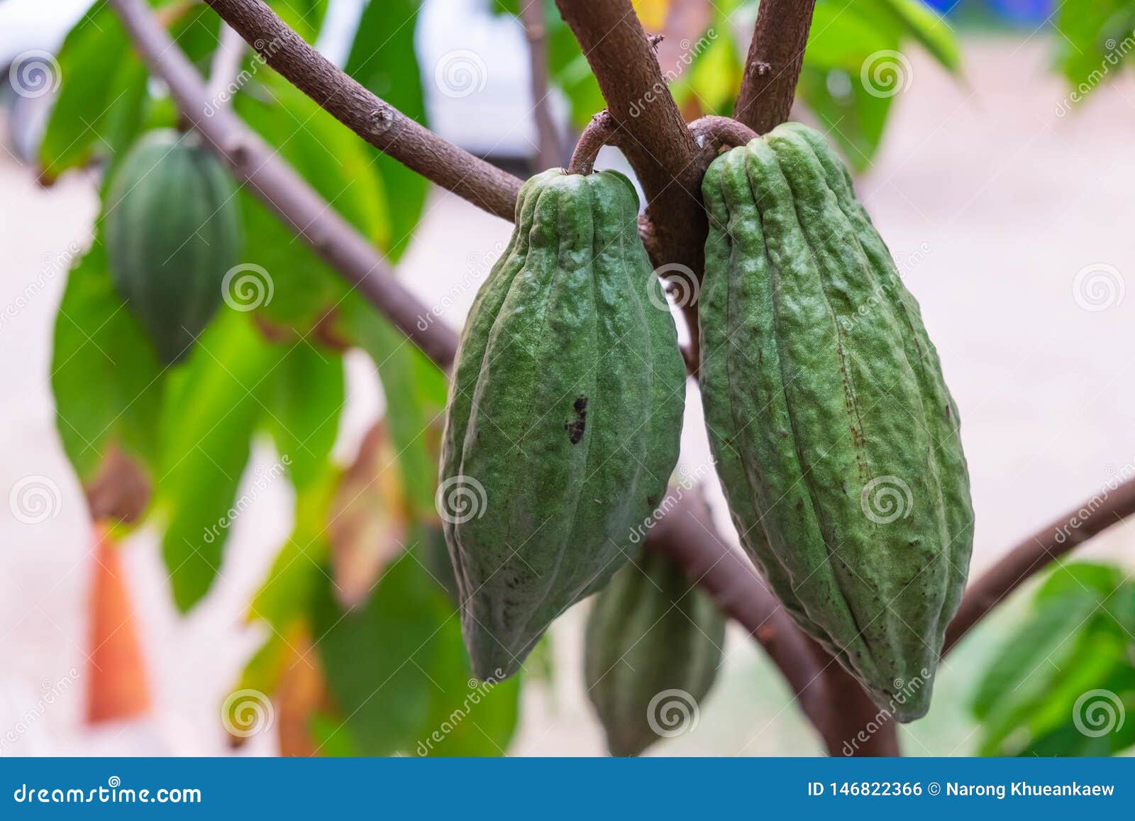 Fresh Cocoa Fruit at Cacao Tree Stock Photo - Image of growth ...