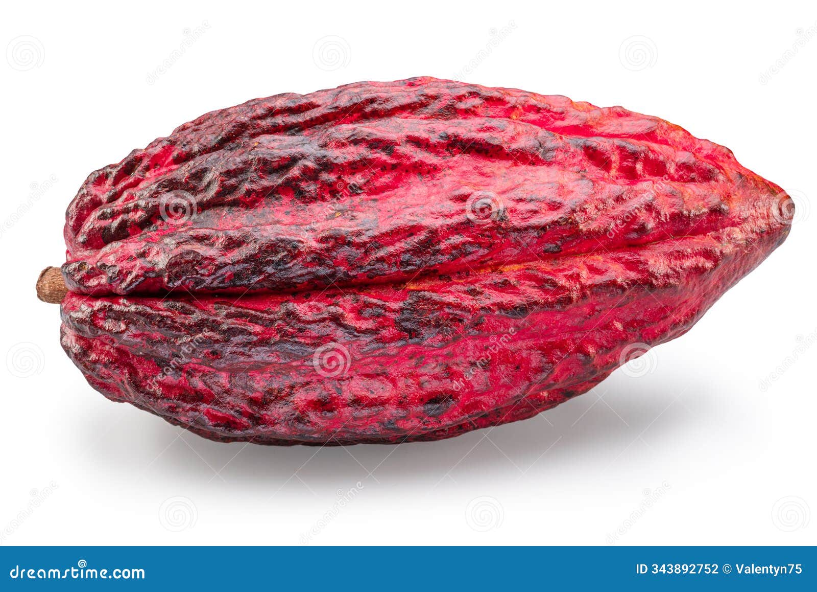 Cocoa Fruit Pods Hanging From A Tree Stock Photography | CartoonDealer ...