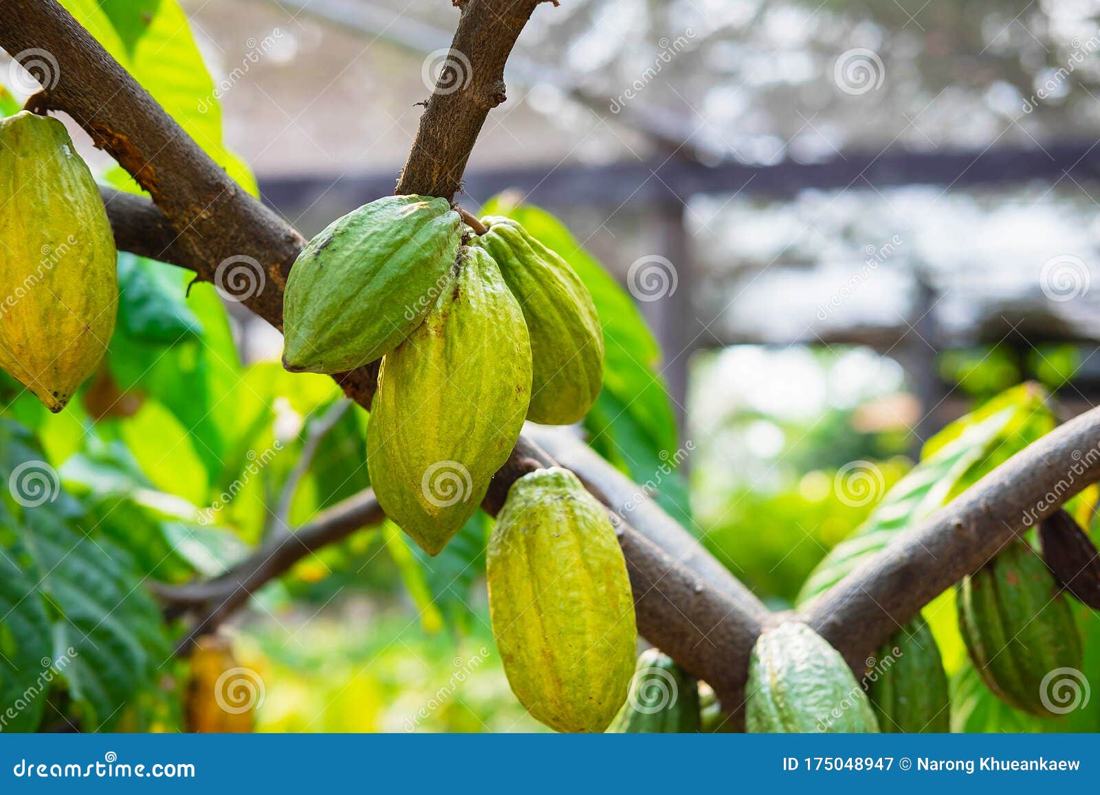 Fresh Cocoa Fruit from Cocoa Trees. Stock Image - Image of cultivation ...