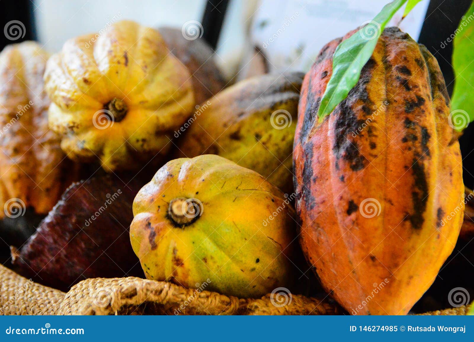 Fresh Cocoa Fruit on Cocoa Trees Stock Image - Image of agriculture ...