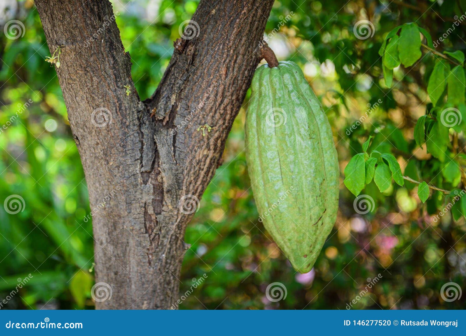 Fresh Cocoa Fruit on Cocoa Trees Stock Photo - Image of adult ...