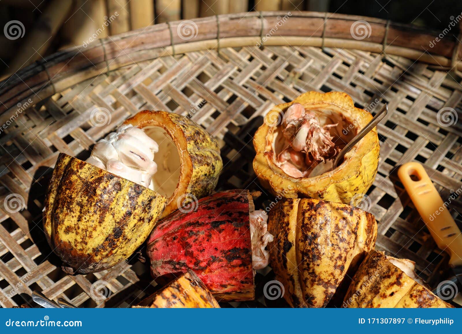 Fresh cocoa pods stock image. Image of cooking, meal - 171307897