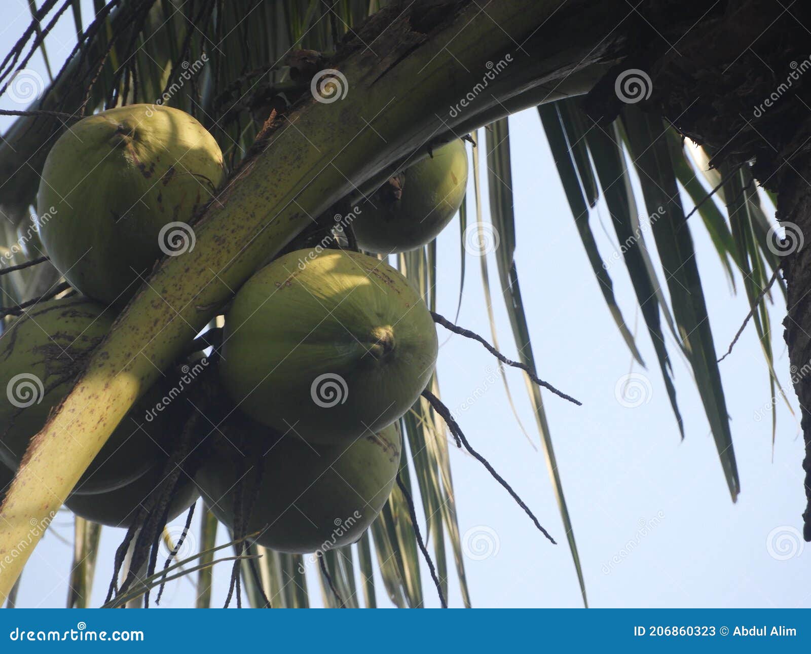 Fresh Coconut Bunch on the Tree. Stock Image - Image of plant, natural ...