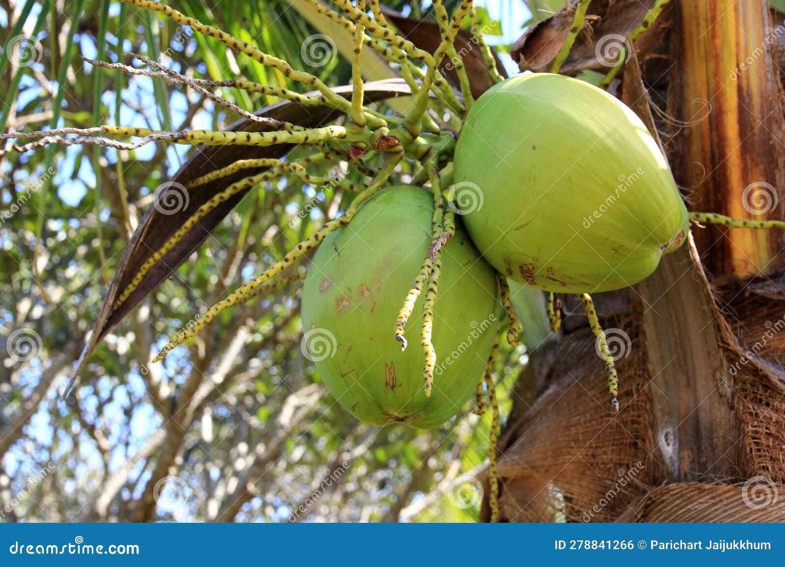 Fresh Coconut Fruit on the Tree.the Fruit and Drink Good for Health ...
