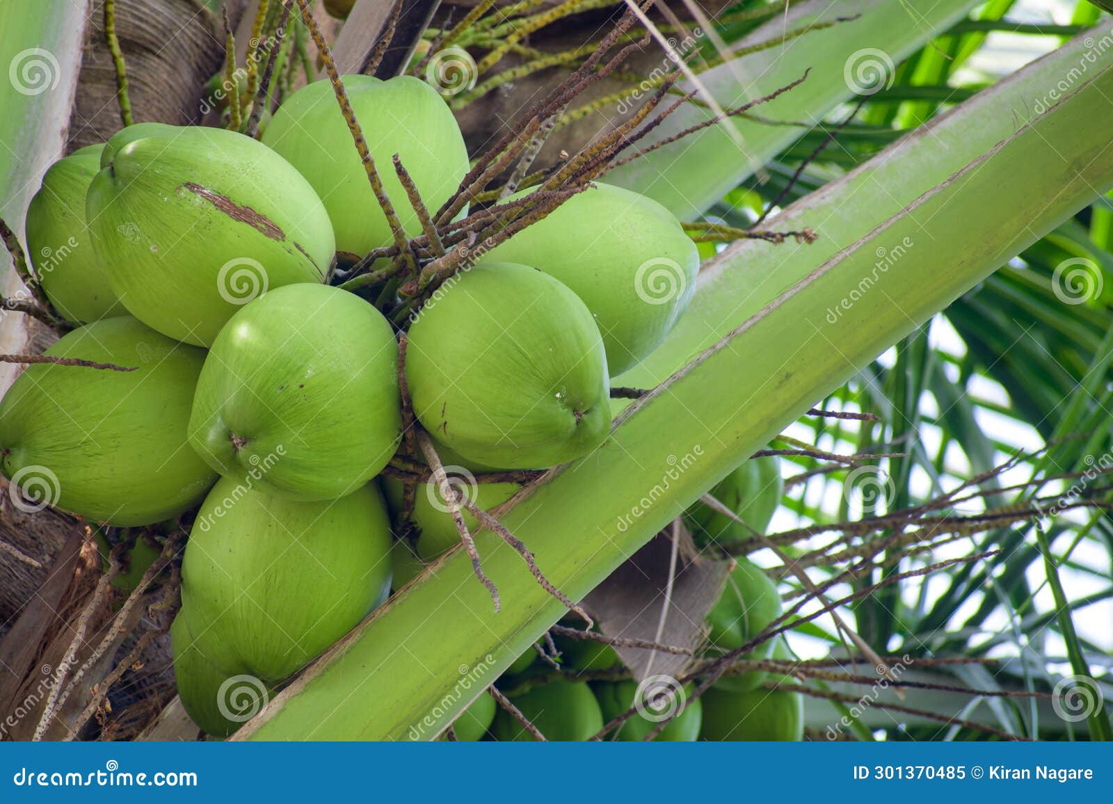 Fresh Coconut Hanging on Tree, Young Coconut Fruits on Tree Stock Image ...