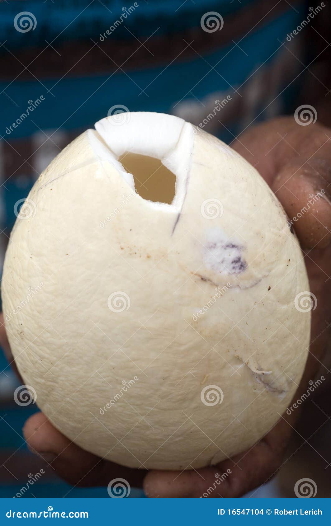 Fresh Coconut Peeled Ready for Food Preparation Stock Photo - Image of ...