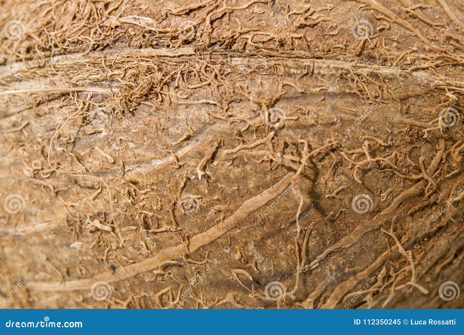 Fresh Coconut Shell in a Background Composition Stock Image - Image of ...