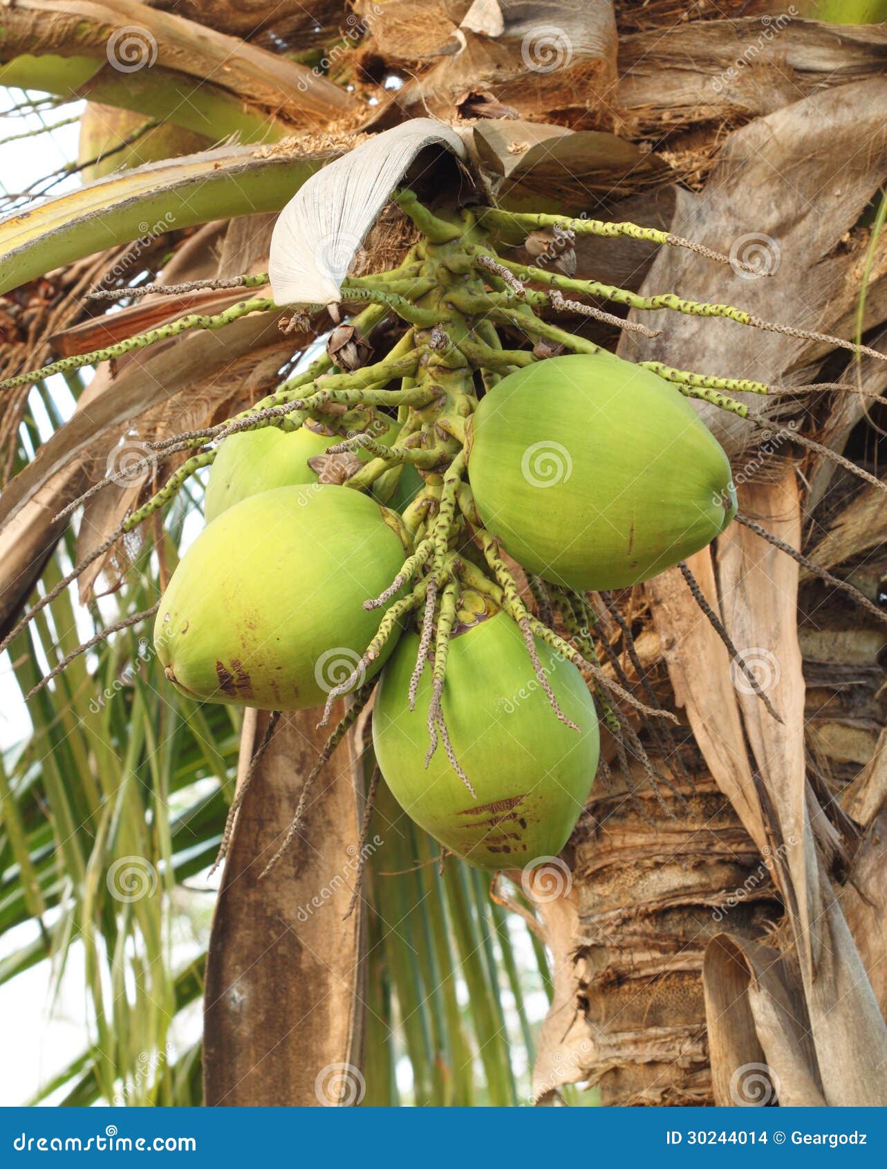 Coconut on the tree stock photo. Image of nutrition, closeup - 30244014
