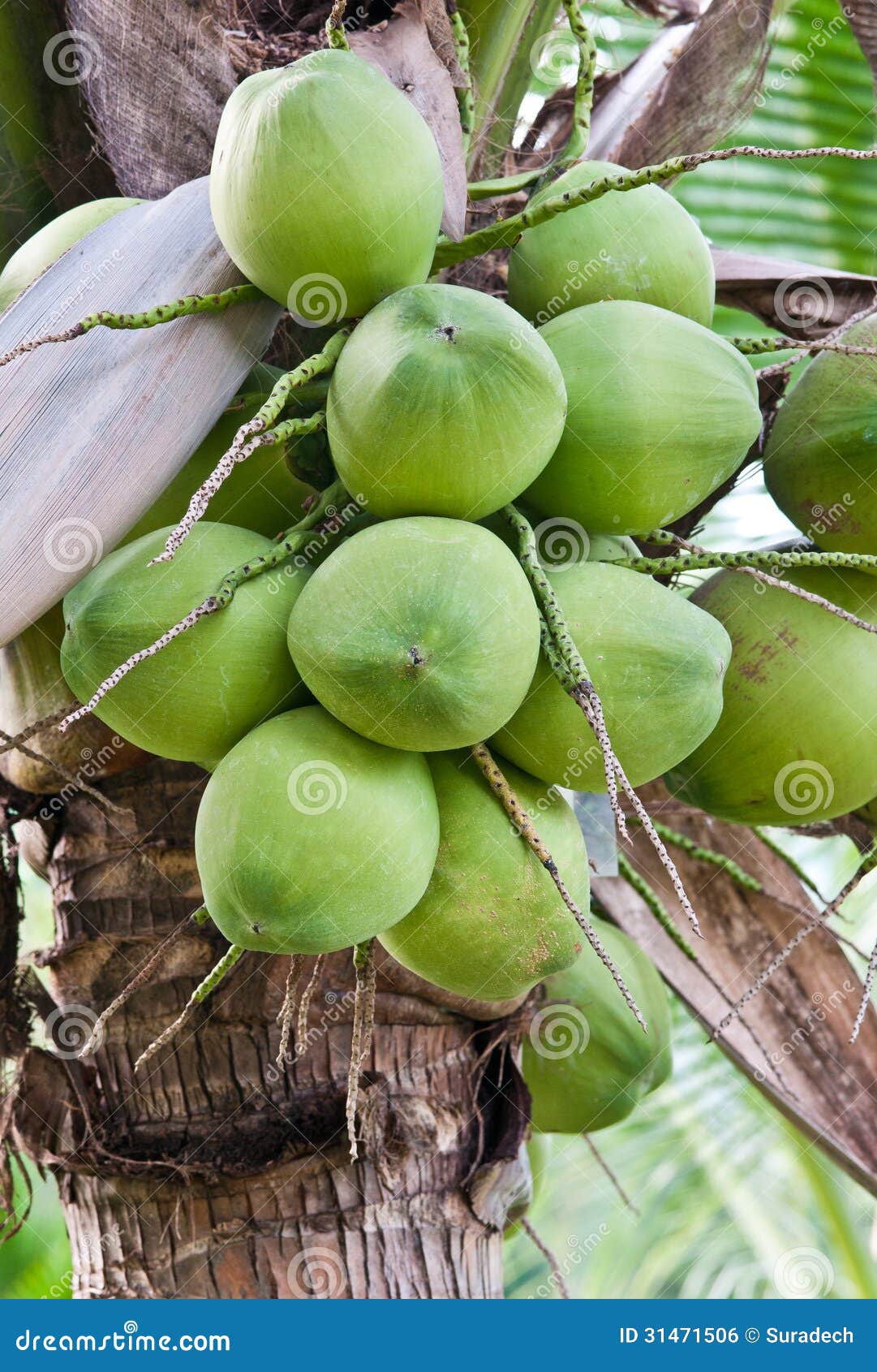 Fresh coconut stock photo. Image of branch, natural, food - 31471506