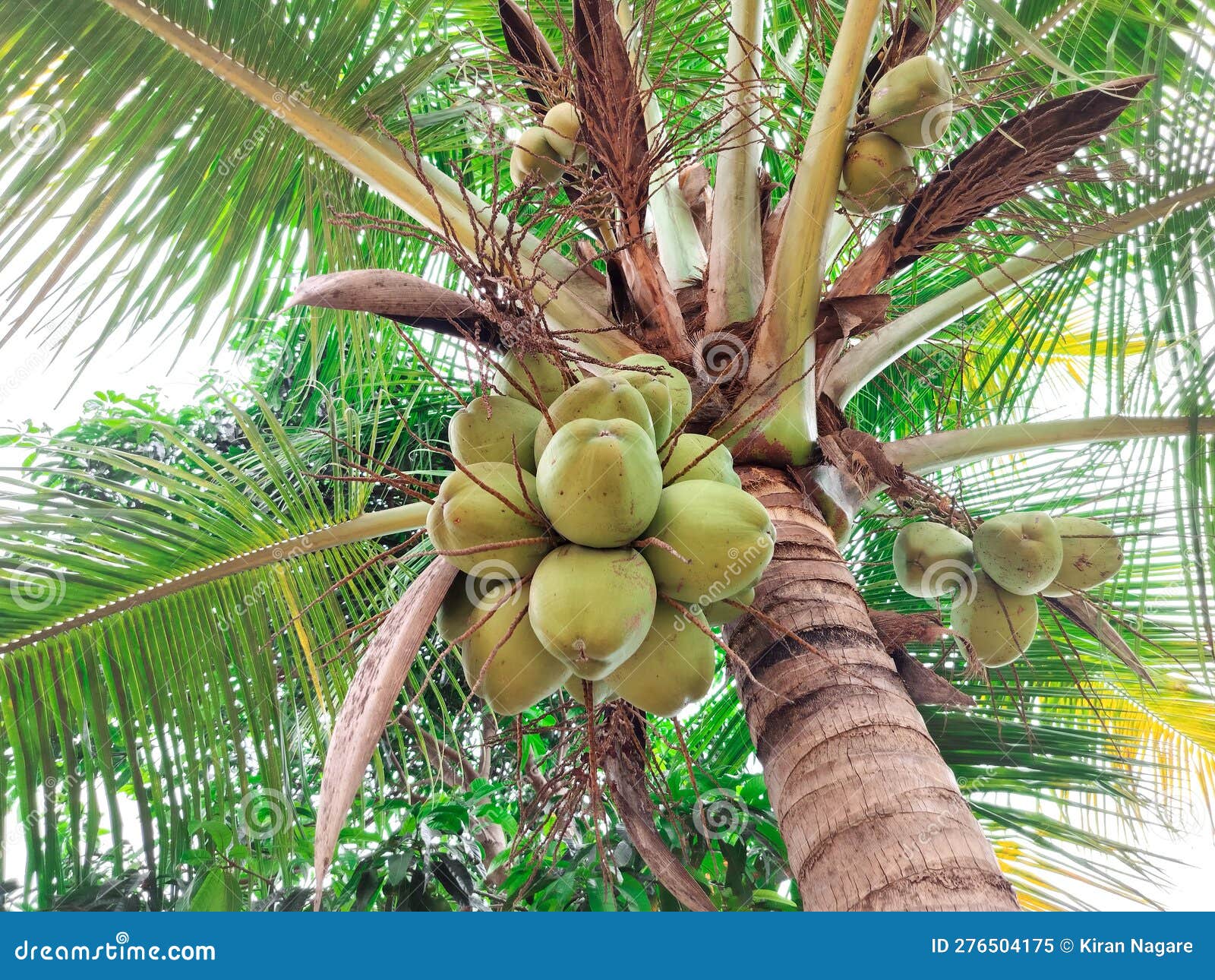 Fresh Coconut on the Tree, Coconut Cluster on Coconut Tree Stock Image ...
